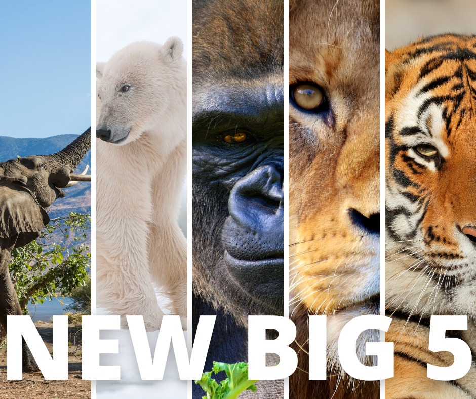 Big 5 Recategorized By Wildlife Lovers - Ciao Travels Zambia